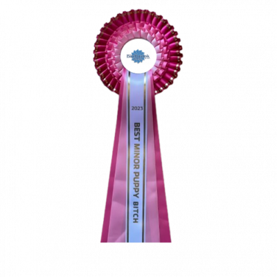 Award Rosette (Standard) – Shades of Pink – Birdbrook Rosettes Ltd